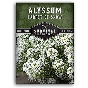 Survival Garden Seeds - Carpet of Snow Alyssum Seed for Planting - Packet with Instructions to Plant and Grow Lobularia maritima in Your Home Flower or Vegetable Garden - Non-GMO Heirloom Variety