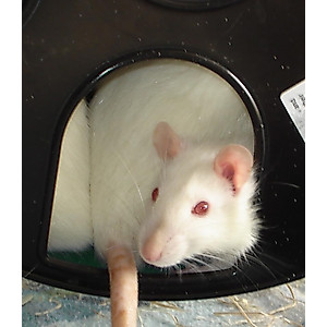 Wodent Wheel 11 Inch & Tail Shield - Running Wheel for Small Pets Bundled with Critter Pops Treats