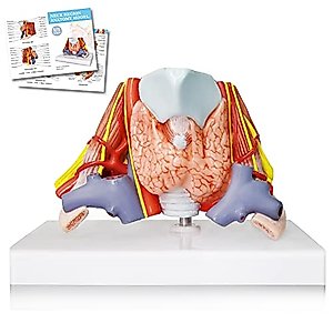 Evotech Human Neck Anatomical Model, Life Size Neck Region Anatomy Model Showing Arteries, Veins, Muscles and Bones with Base and Colorful Manual
