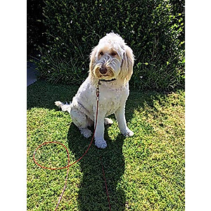 20ft Dog Tie Out Cable for Dogs, 16" Chrome Plated Anti Rust Stake, Great for Camping or The Garden, Suitable for Harness, Leash & Chain Attachments