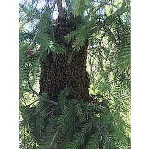 Swarm Rustler - Premium Swarm Lure - 2oz. Bottle for catching Honey Bee Swarms All Natural Swarm Lure