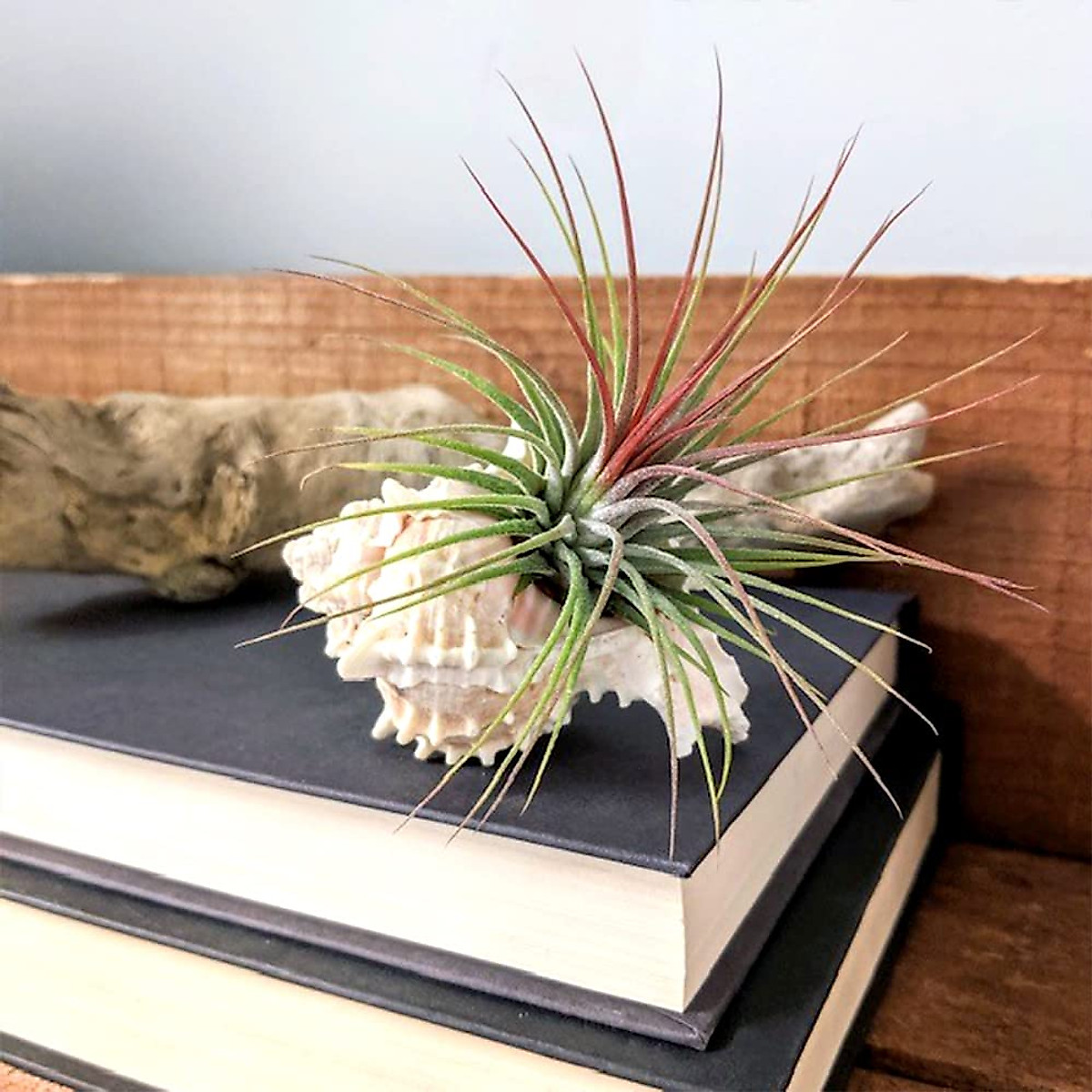 NW Wholesaler - Pack of 3 Tillandsia Air Plants 1-2 Inch - Assorted Air Plant Bundle - Live Indoor House Air Succulents - Air Ferns