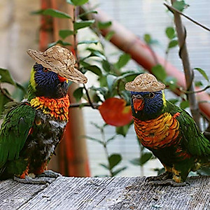 balacoo 6pcs Parrot Birds Straw Woven Hat Funny Mini Size Bamboo Hat Cockatiel Parakeets Canary Conure Party Head Wear for Parrot Parakeet Bearded Dragons