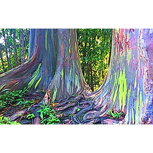 1-1000pcs Rainbow Eucalyptus Tree Seeds Indonesian Gum Mindanao Binacag Sarassa 0128 (25+ Seeds)