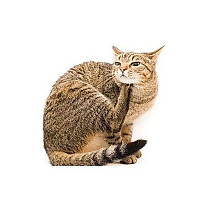 HAPPY PET VITAMINS LLC cat Skin Products - CAT Allergy Relief - Supports Immune System - Vet Recommended - Itch Relief - quercetin for Cats - 2 Bottles (150 Chew Tablets)