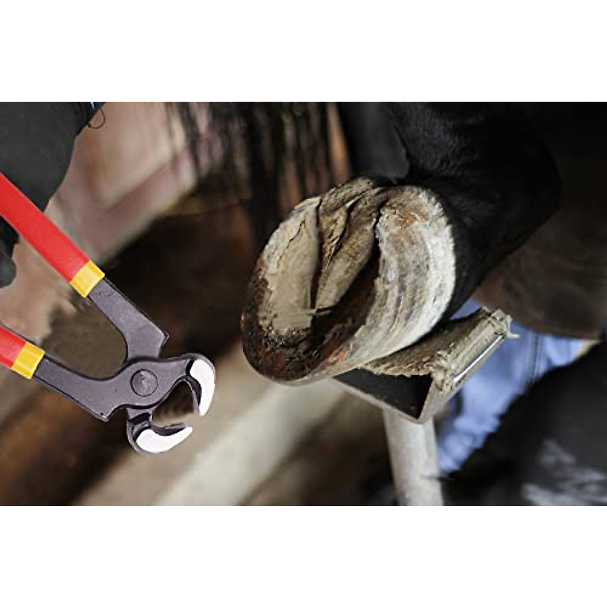long river Hoof Nipper 8" - Horse Farrier Tool for Goats Sheep Pigs,Farrier Nippers with Plastic Grip. (8")