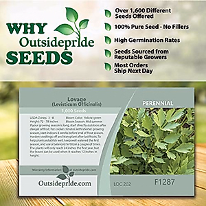 Outsidepride Perennial Levisticum Lovage Culinary Herb Garden Plants Used for Flavoring & Salt Substitute - 1000 Seeds