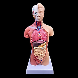 XINDAM Human Torso Model, Anatomically Accurate Body Model Human Torso Anatomy for Science Classroom Study Display Teaching Medical Model