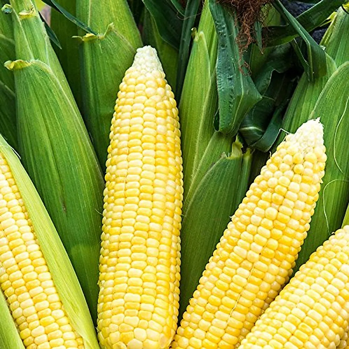 Bodacious RM Sweet Yellow Corn Seeds for Planting, 50+ Seeds Per Packet, (Isla's Garden Seeds), Non GMO Seeds, 90% Germination Rates, Scientific Name: Zea Mays, Great Home Garden Gift