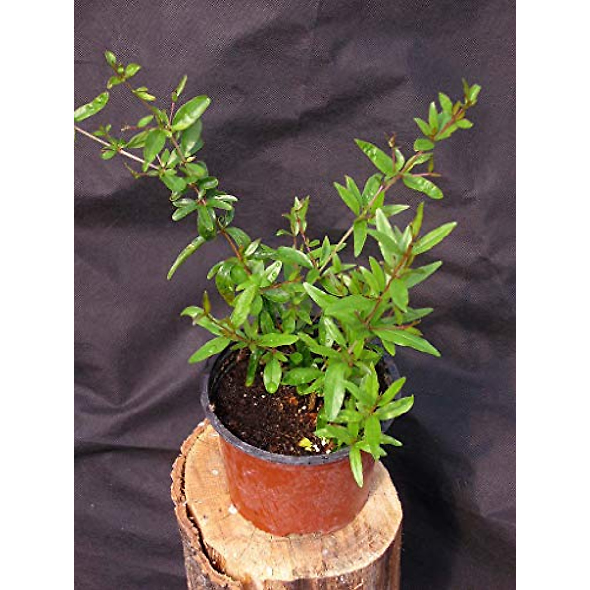 1056-Pomegranate Dwarf (Punica granatum) Seeds by Robsrareandgiantseeds UPC0764425786299 Non-GMO,Organic,USA Grower,1056 Package of 10 Seeds