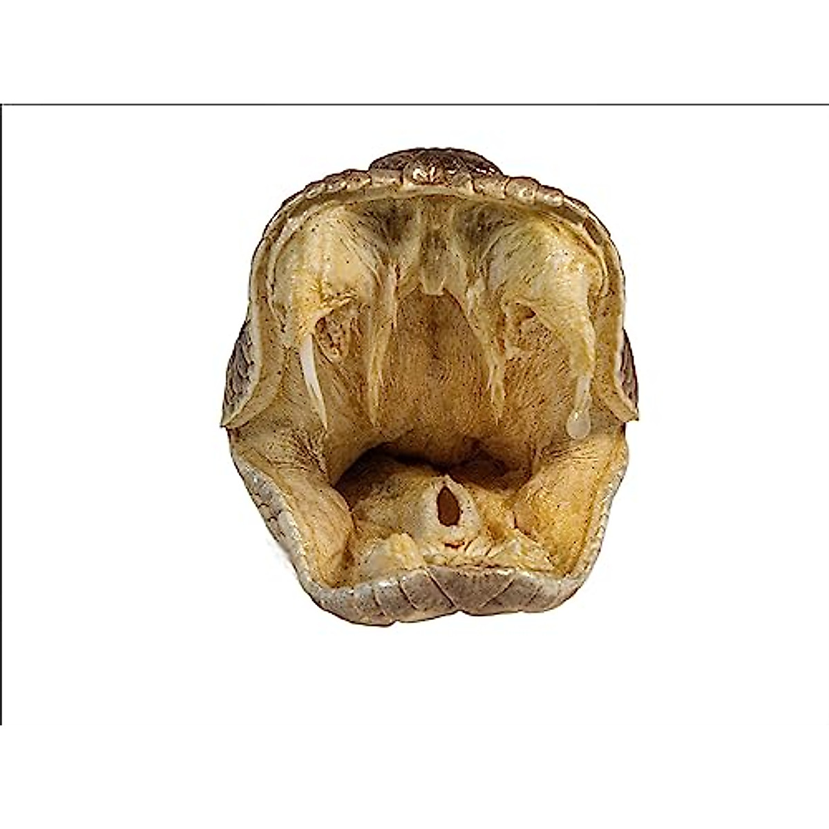 Chichester Inc Extra Large Real Rattlesnake Head : Open Mouth