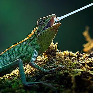 ZEYIYER 2Pcs Crested Gecko Food Mixing Spoon, Silicone Gecko Feeding Spoon, Long Handle Food Feeding Spoons for Reptile Lizard Gargoyle Bearded