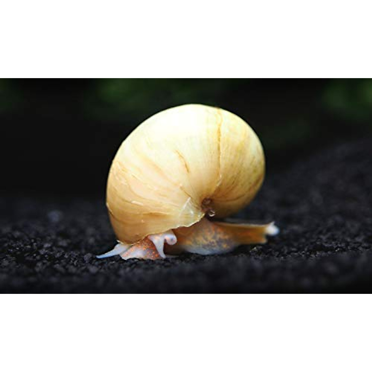 Aquatic Arts 1 Live Ivory Mystery Snail | Freshwater Aquarium Control / Glass Clearer | Safe in Tetra / Guppy / Betta Fish Tanks | Tank Decor