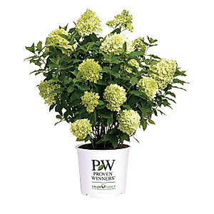 2 Gal. Limelight Prime Hydrangea Shrub, Green to Pink blooms