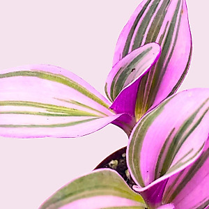 BubbleBlooms Pink Tradescantia Nanouk, Variegated Wandering Jew, Rare 2 inch Tiny Mini Pixie Plant