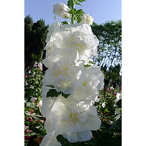 Hollyhock Seeds, Pack of 700+ Carnival Mix Double Hollyhocks Flower Seeds, Flower Seeds for Planting