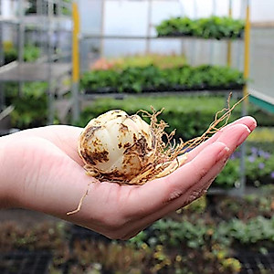 5 Stargazer Lily Bulbs for Planting Perennial, Lily Bulbs for Spring Planting, Lilies Flower Bulbs Outdoors Garden