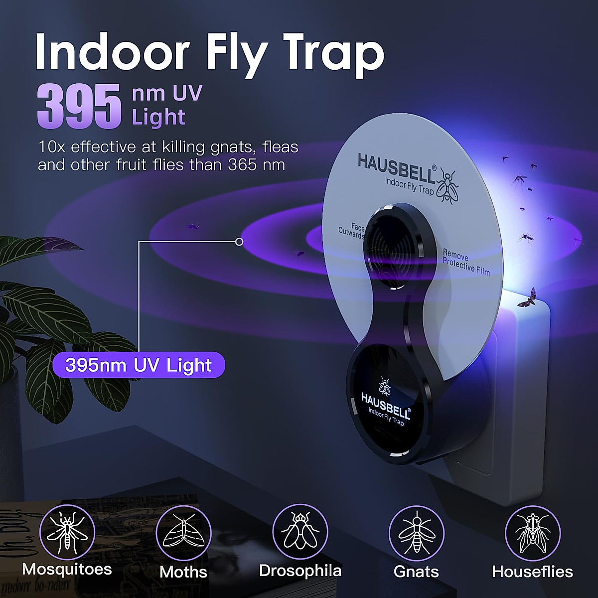 Hausbell Fruit Fly Traps for Indoors, Wall Plug-in Fly swatter, 1 Trap + 2 Glue Cards, Black