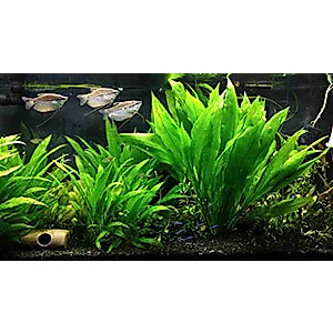 Marcus Fish Tanks - 3X Amazon Sword Echinodorus Bleheri Easy Live Aquarium Plants for Aquatic Freshwater Fish Tank