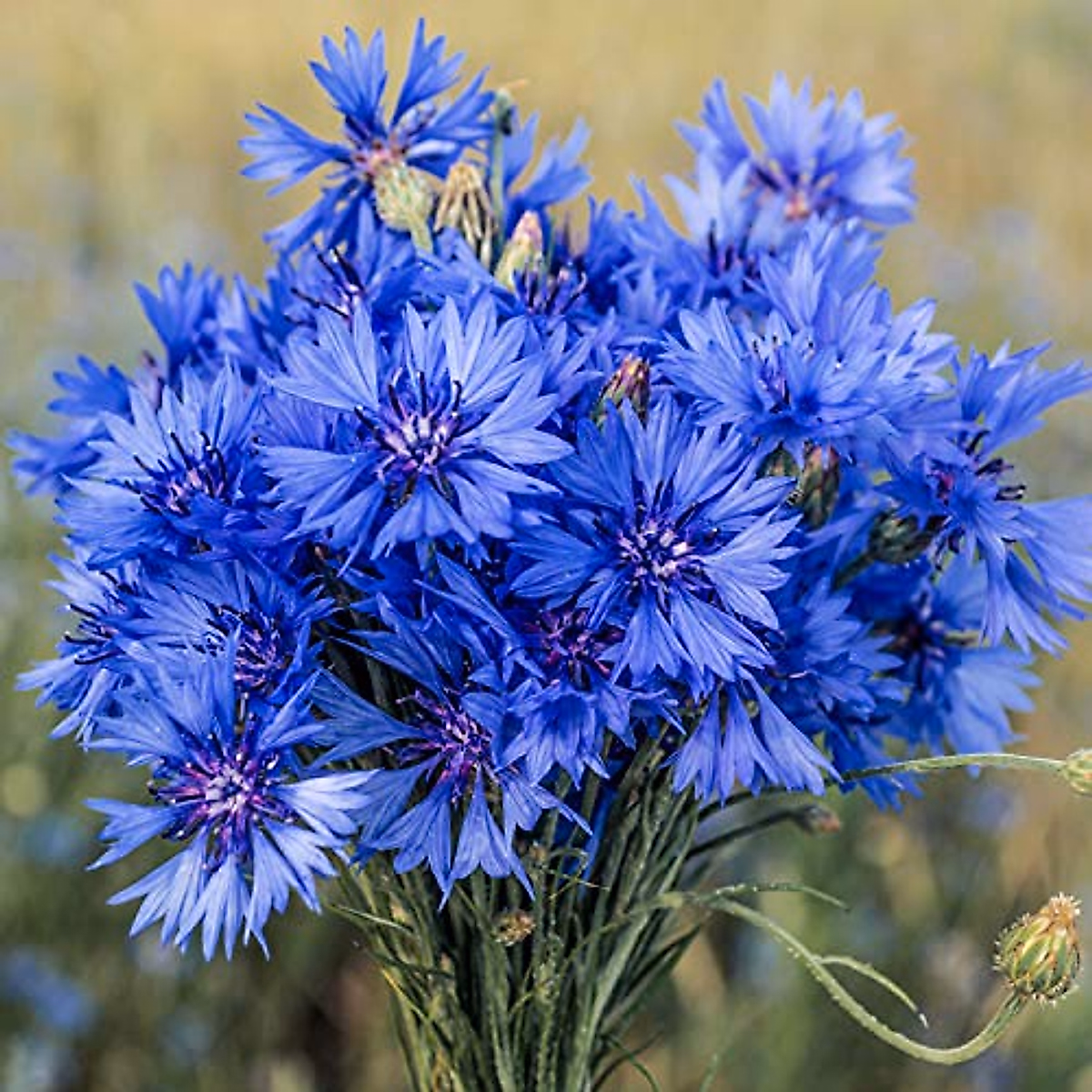 Outsidepride Cornflower AKA Bachelor's Button Wildflower Seeds for The Cut Garden - 1 LB