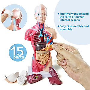 NEW HORIZON Human Anatomy Torso Model 10.5 Inch Anatomical Assembly Model of Human Organs 15 PCS Removable Organs School Medical Education Display with Detailed Installation Manual