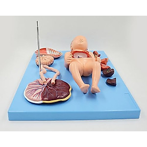 Neonatal visceral Anatomy Birth Baby Umbilical Cord Placenta Model fetal Blood Circulation Neonatal Abdominal Placenta Umbilical Cord Viscera 13 Parts