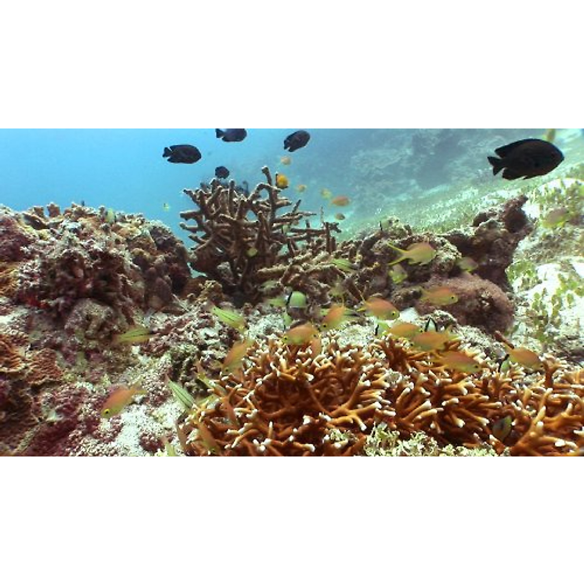 Plasmaquarium: Vol. Two - Ultra Coral Reef Aquarium (Widescreen)