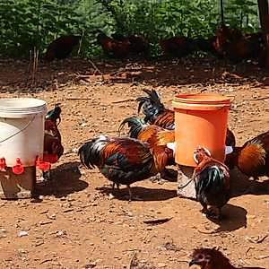 Chicken Feeder and Waterer Kit, 6 PCS Poultry Feeders No Waste and Chicken Water Cups for Buckets Barrels