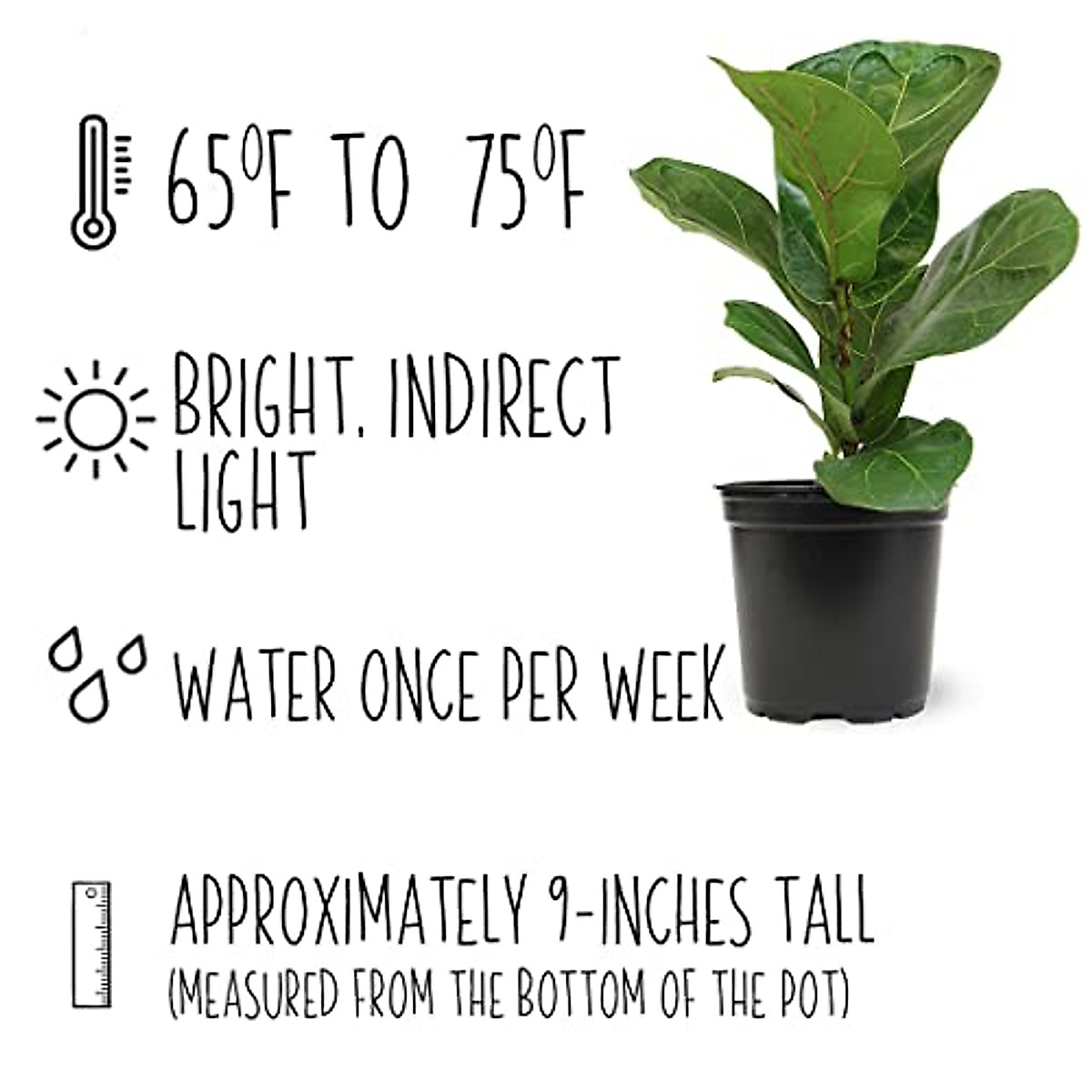 Plants for Pets Ficus Lyrata Fiddle Leaf Fig Plant, House Plants Indoors Live Ficus Tree Live Plant, Fig Trees Live Plants Indoor Plants Live Houseplants Fig Plants Live in Planter Pot in Soil Mix