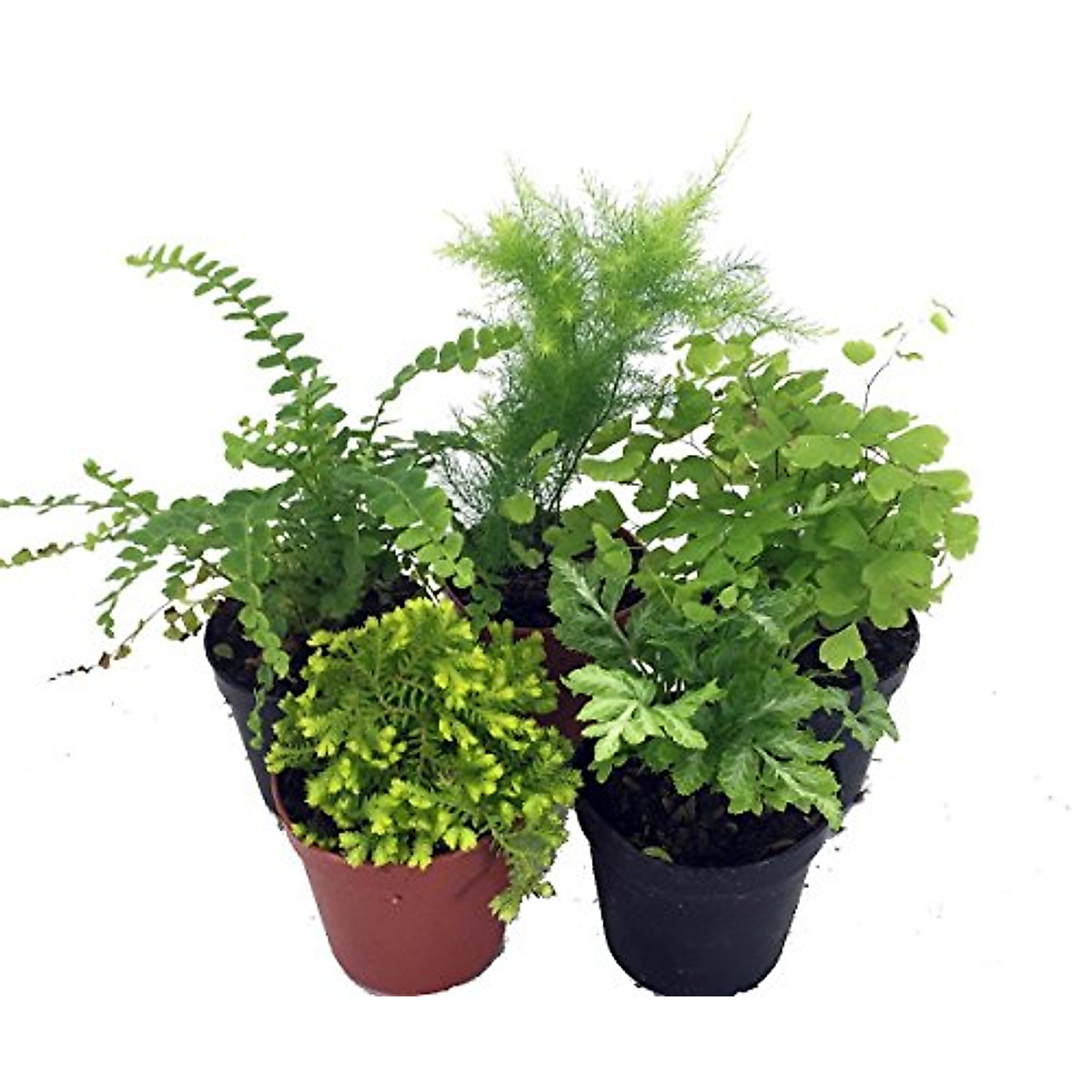 Ferns - Fairy Garden - 5 Different Plants- 4" Pots