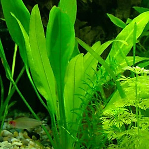 Mainam 3 Different Elodea Densa Amazon Sword Java Fern Tropical Freshwater Live Aquarium Plant Decorations 3 Days BUY2GET1FREE