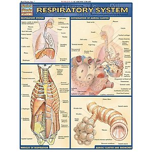 Respiratory System (Quick Study: Academic)