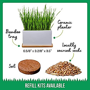 The Cat Ladies Organic Cat Grass Growing kit with Organic Seed Mix, Soil and Ceramic Planter with Bamboo Tray. Natural Hairball Control and Remedy for Cats
