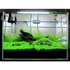 Marcus Fish Tanks - 3X Dwarf Baby Tears Hemianthus Callitrichoides Live Aquarium Plants