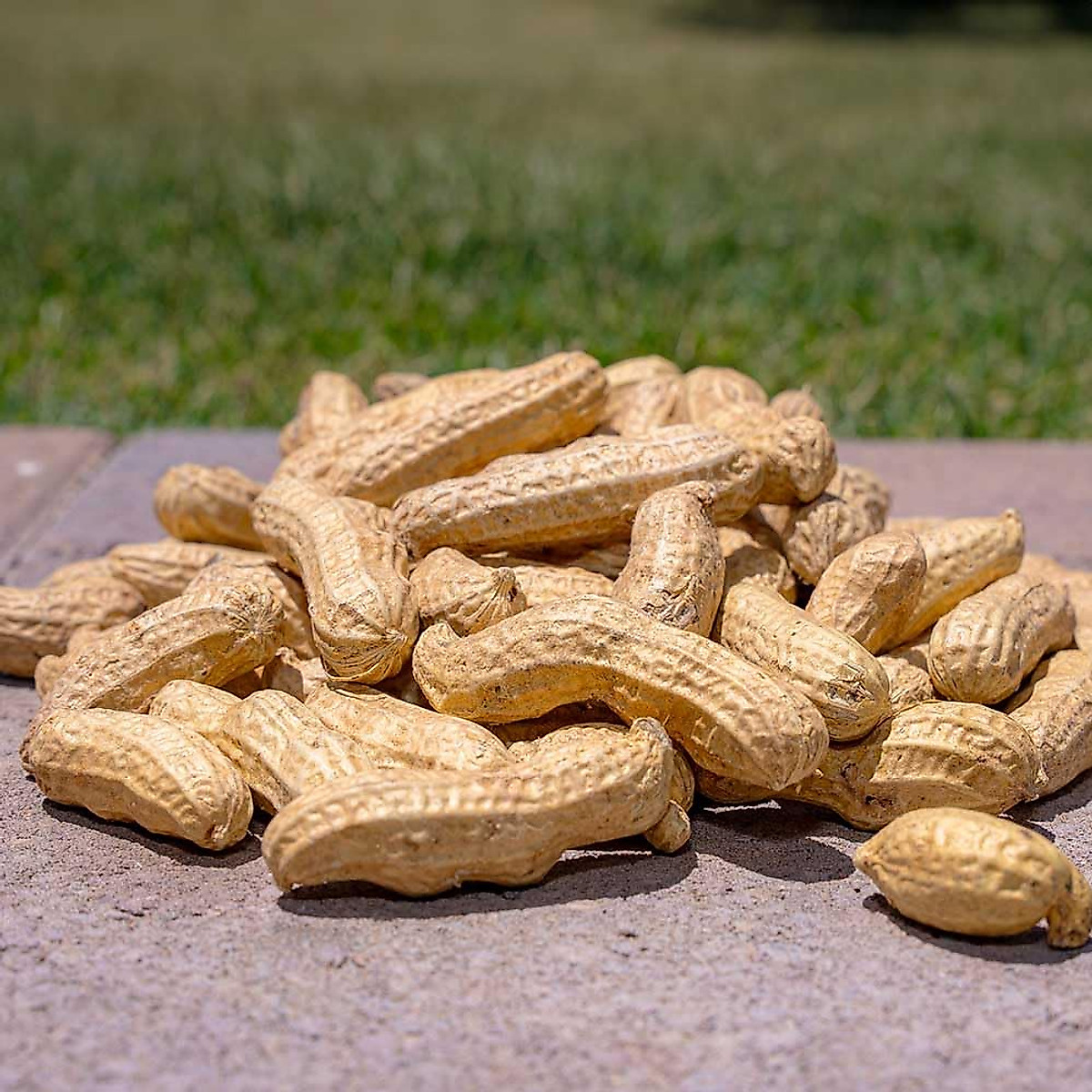 Desert Valley in-Shell Peanuts, All Natural Premium Wild Bird and Wildlife Food for Squirrels, Chipmunks, Cardinals, Jays, Woodpeckers and More (10 Pounds)