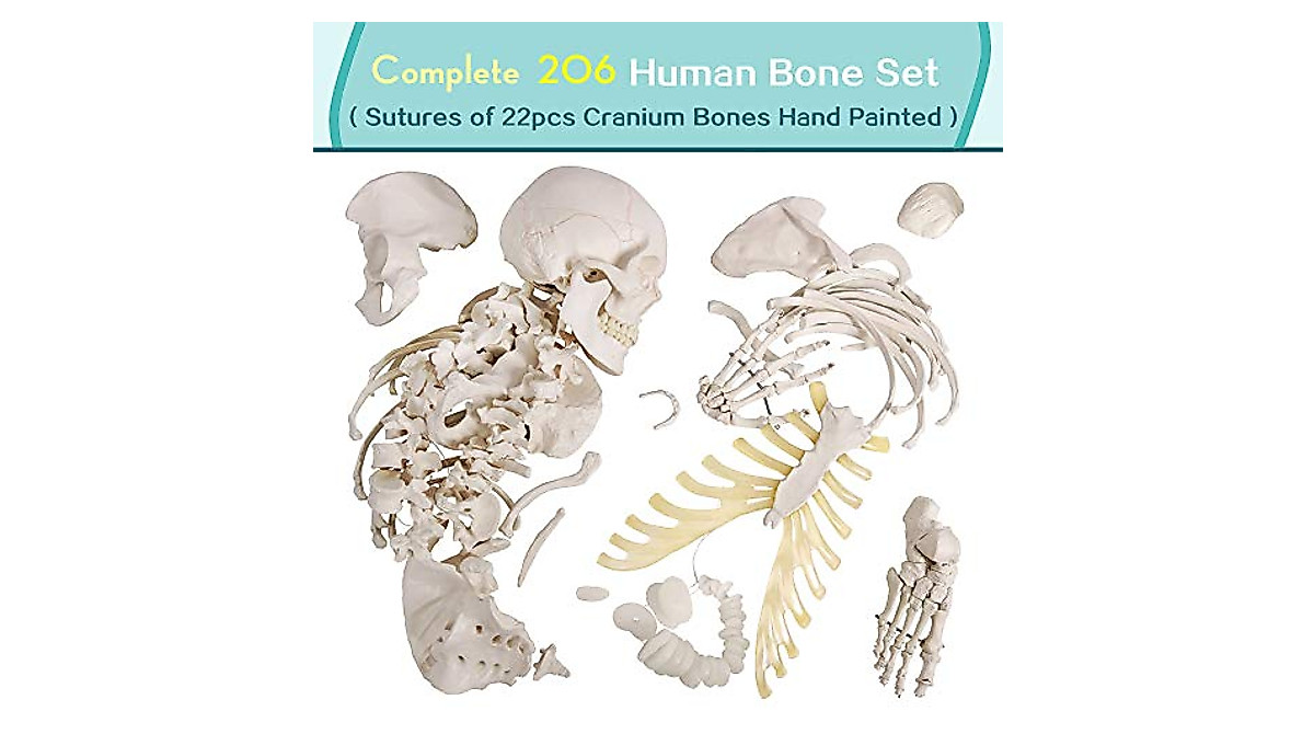 NEW HORIZON Human Skeleton Model - 67" Anatomy Model
