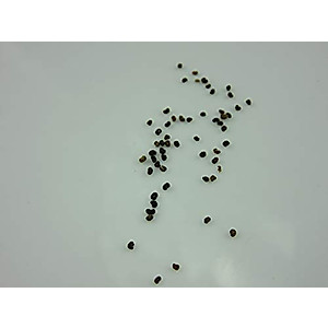 1194B-White Angels Poor Man's Orchid (Schizanthus pinnatus) Seeds by Robsrareandgiantseeds UPC0764425788430 Non-GMO,Organic,USA Grower,Bonsai,Showy, Butterfly Flower,1194-B Package of 15 Seeds