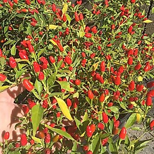 50 Pequin Chili Pepper Seeds, Red Piquin Bird Pepper Seed Planting Ornaments Perennial Garden Simple to Grow Pots Gifts