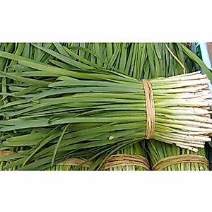 Chinese Leek Seeds for Planting(500 Seeds)