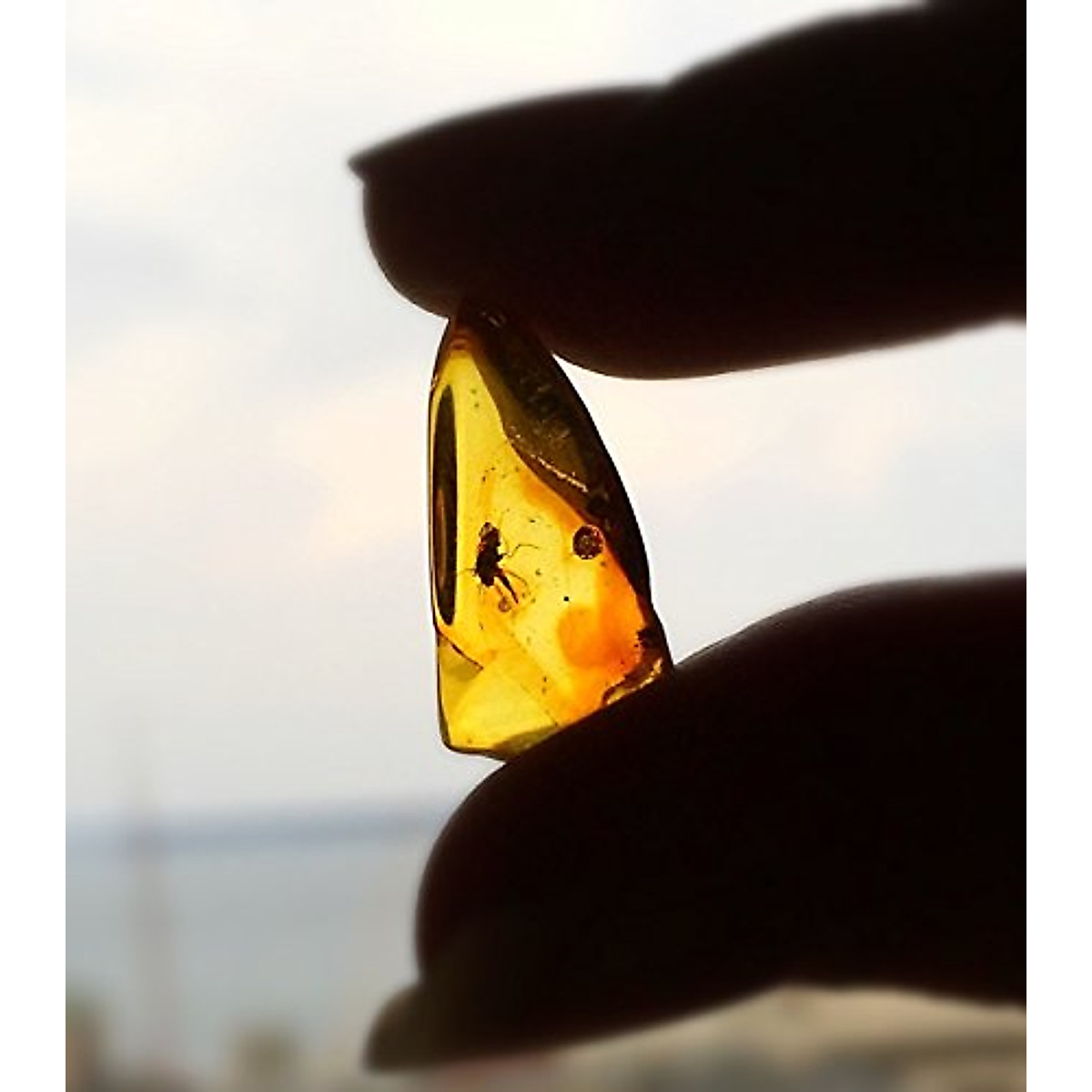 Natural Baltic Amber Fossil with Insect Inside - Beautiful Museum Grade Specimen