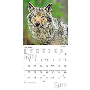 Wolves 2024 Brochure Calendar 30 x 30 cm (30 x 60 Open) Calendar with Space for Notes Wolves Picture Calendar Wall Planner Alpha Edition