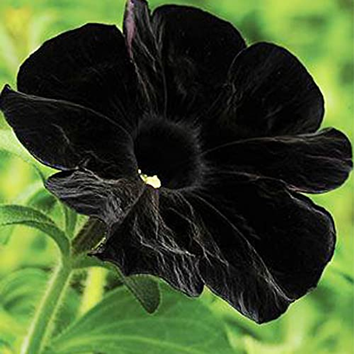 QAUZUY GARDEN 100 Seeds Rare Petunia Seeds Black Cat Petunia Flower Seeds Beautiful Perennial Annual Petunia Plant Seeds- Easy to Grow& Maintain