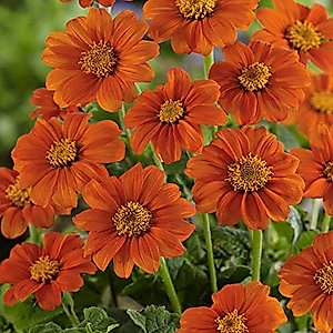 Outsidepride Orange Tithonia Mexican Sunflower Garden Cut Flower Plant - 500 Seeds