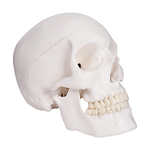 RONTEN Human Skull Model, Skull Anatomy Model, Life Size Replica Medical Anatomy Anatomical Adult Model with Removable Skull Cap and Articulated Mandible, Full Set of Teeth，7.2x4.2x4.95in