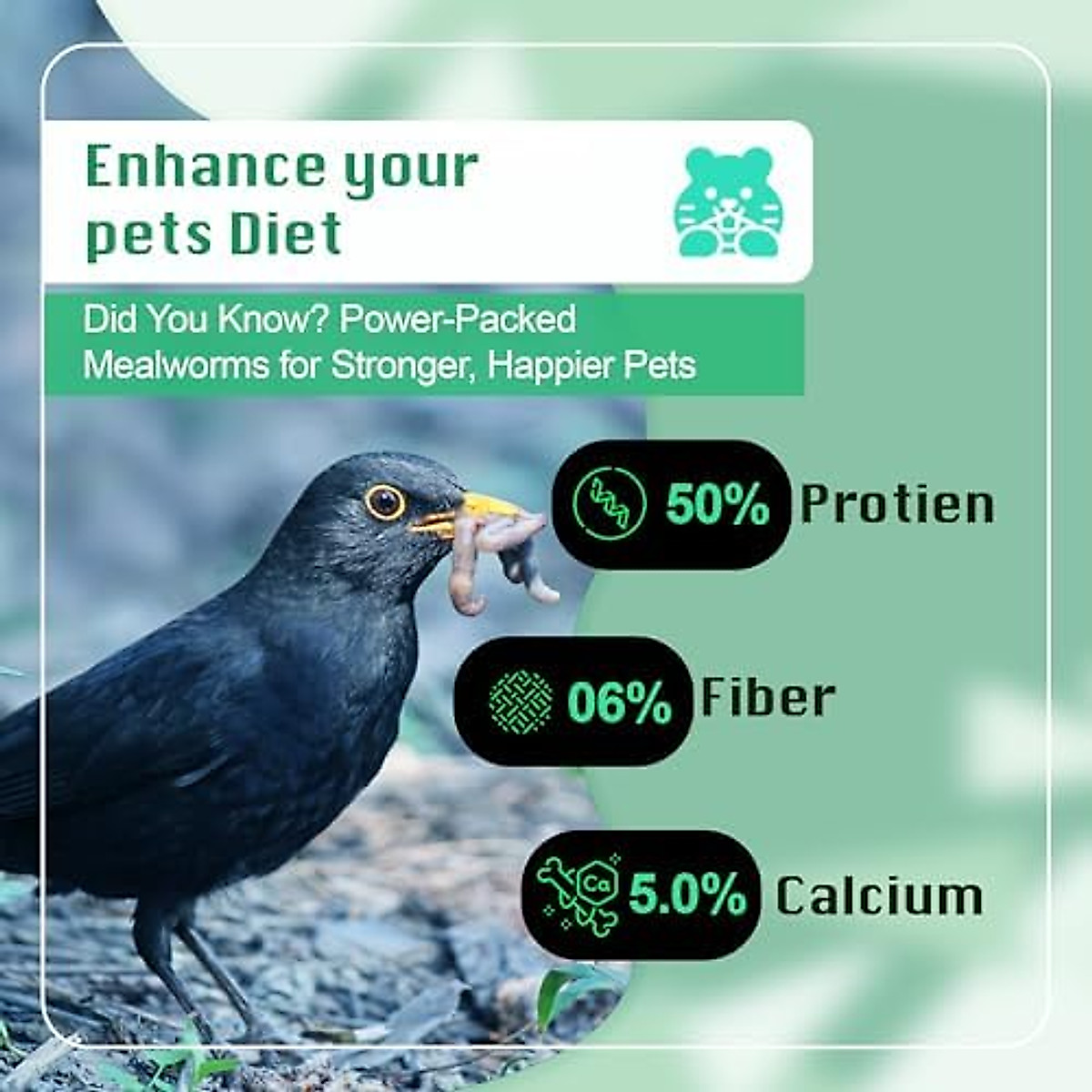 Best Bait 50 Canadian Nightcrawlers (4-6 inch) - Premium Fishing Bait or Pet Feeder - High-Protein, Nutrient-Rich Live Worms for Fishing, Reptiles, Birds & Small Animals - Ideal for Anglers