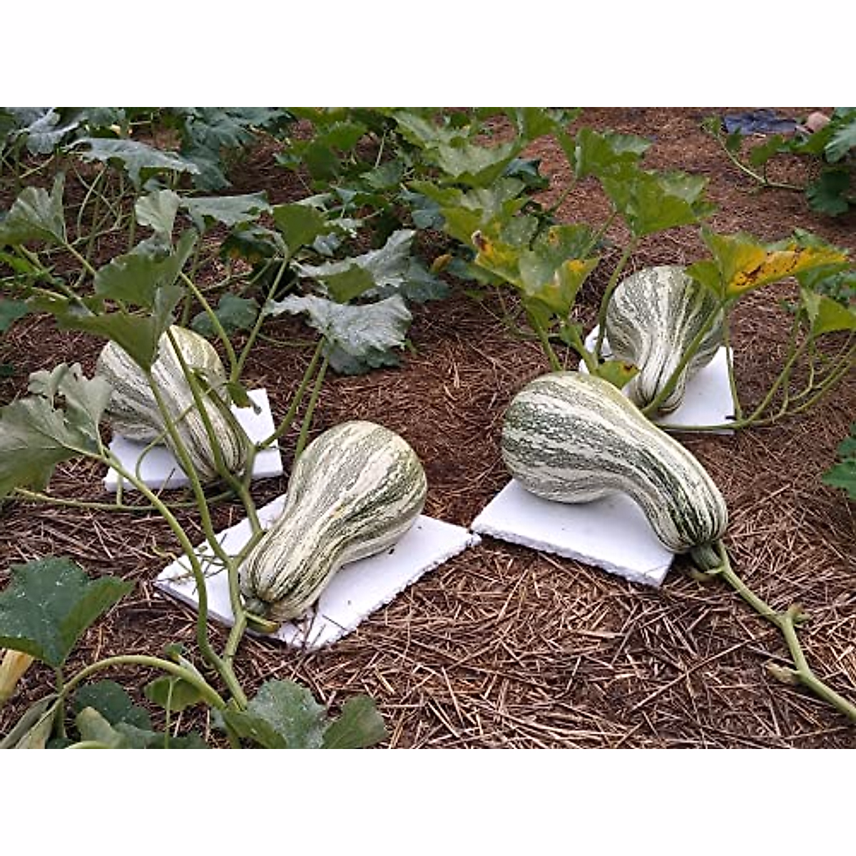 TomorrowSeeds - Green Striped Cushaw Seeds - 20+ Count Packet - Southern Kershaw Pumpkin Winter Squash Gourd Silver Garden Vegetable Seed