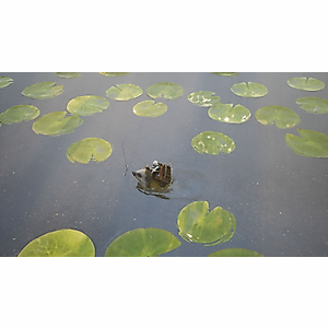 Bramble: The Mountain King for Xbox One & Xbox Series X S