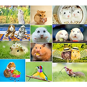 LeonBach 5 Pack Hamster Cage Platform Set, Cage Accessories Cage Platform for Chinchilla Hamster Bird, 12.6" L-Shaped Wooden Platform & 4 Pack Standing Board