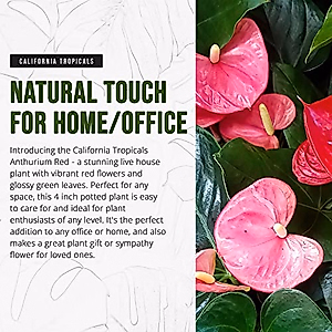 California Tropicals Anthurium Red - Live House Plants Indoor, 4 Inch Pot for Easy Care, Perfect for Office, Home & Flamingo Decor, Real Plant, Plant Gift, Flowering Plants, Sympathy Flowers