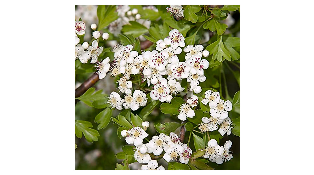 Buy English Hawthorn Tree - Beautiful Spring Blooms & Edible Fruits